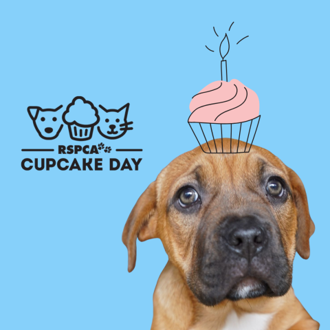 Adoptions | RSPCA ACT